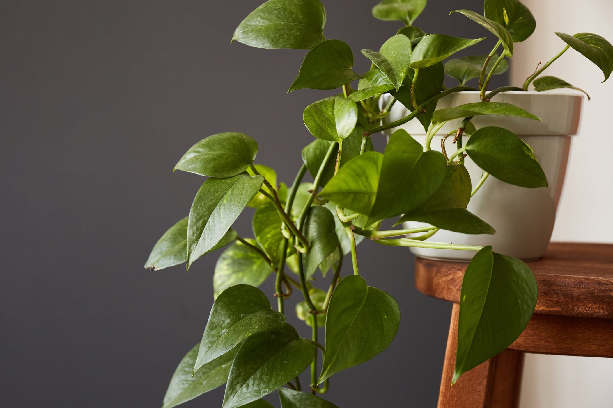 Scindapsus Verzorging - Lees hier alles! — Planten247.nl