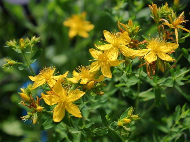 Hertshooi (Hypericum) Snoeien - Lees al onze Tips! — Planten247.nl