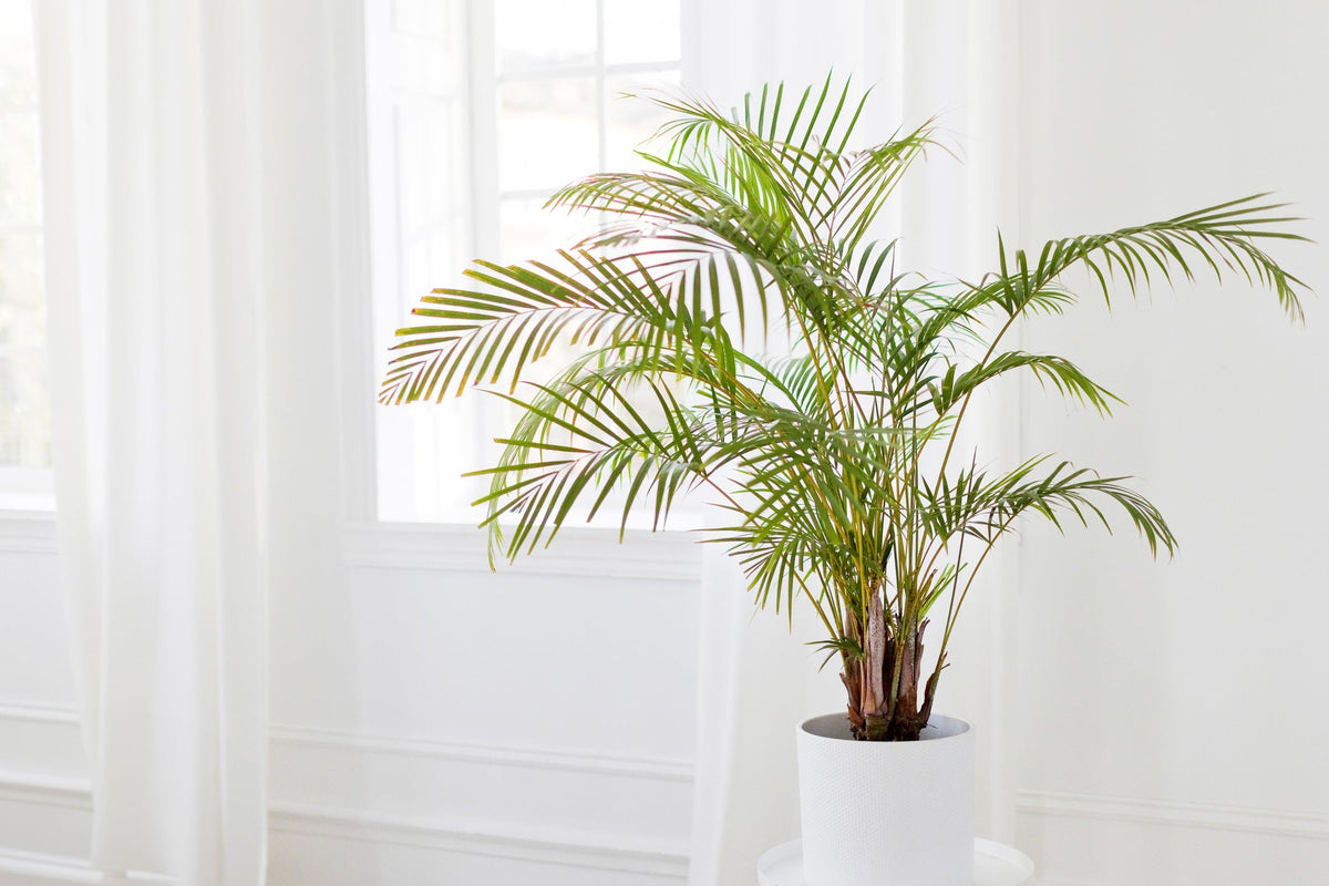 Kentia Palm (Howea) Verzorging - Lees alle tips — Planten247.nl