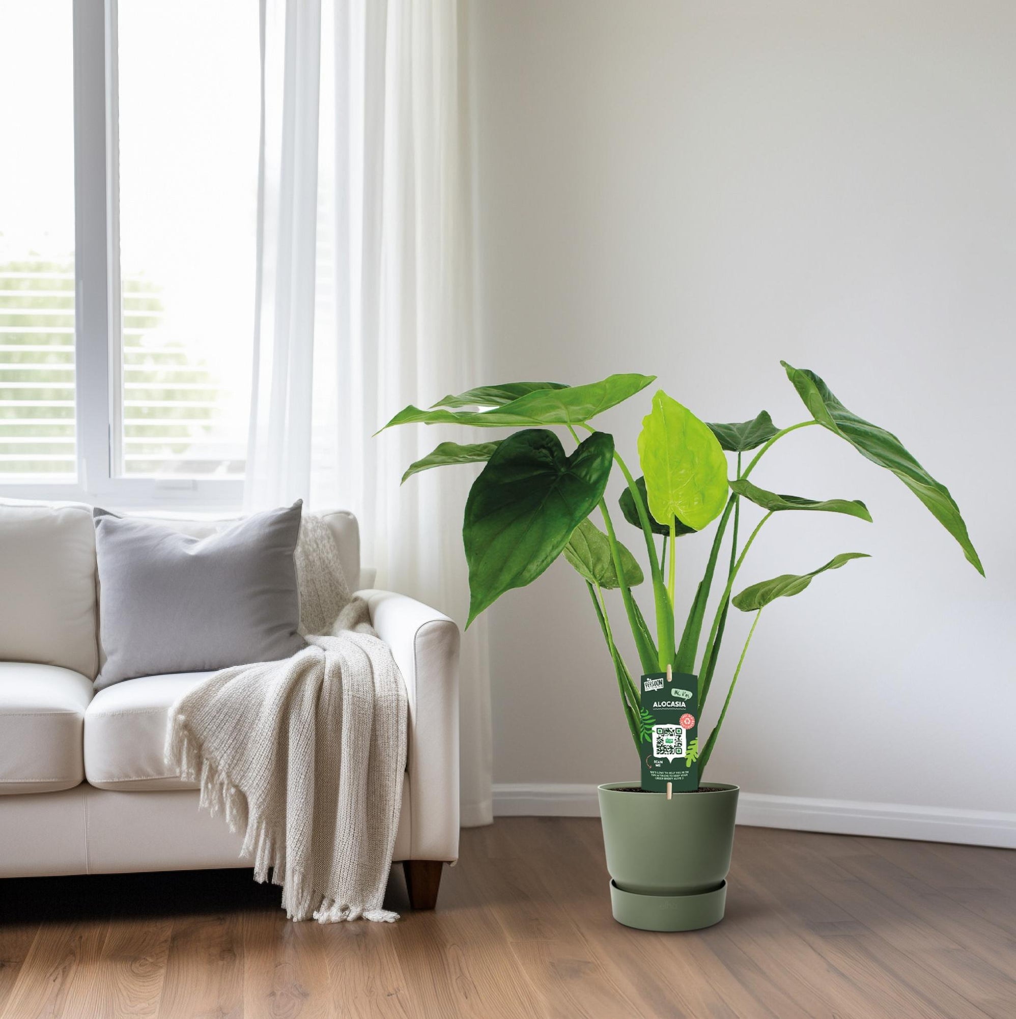 Alocasia Cucullata - Oreille d'éléphant - ↕55cm - Ø19cm — Planten247.nl