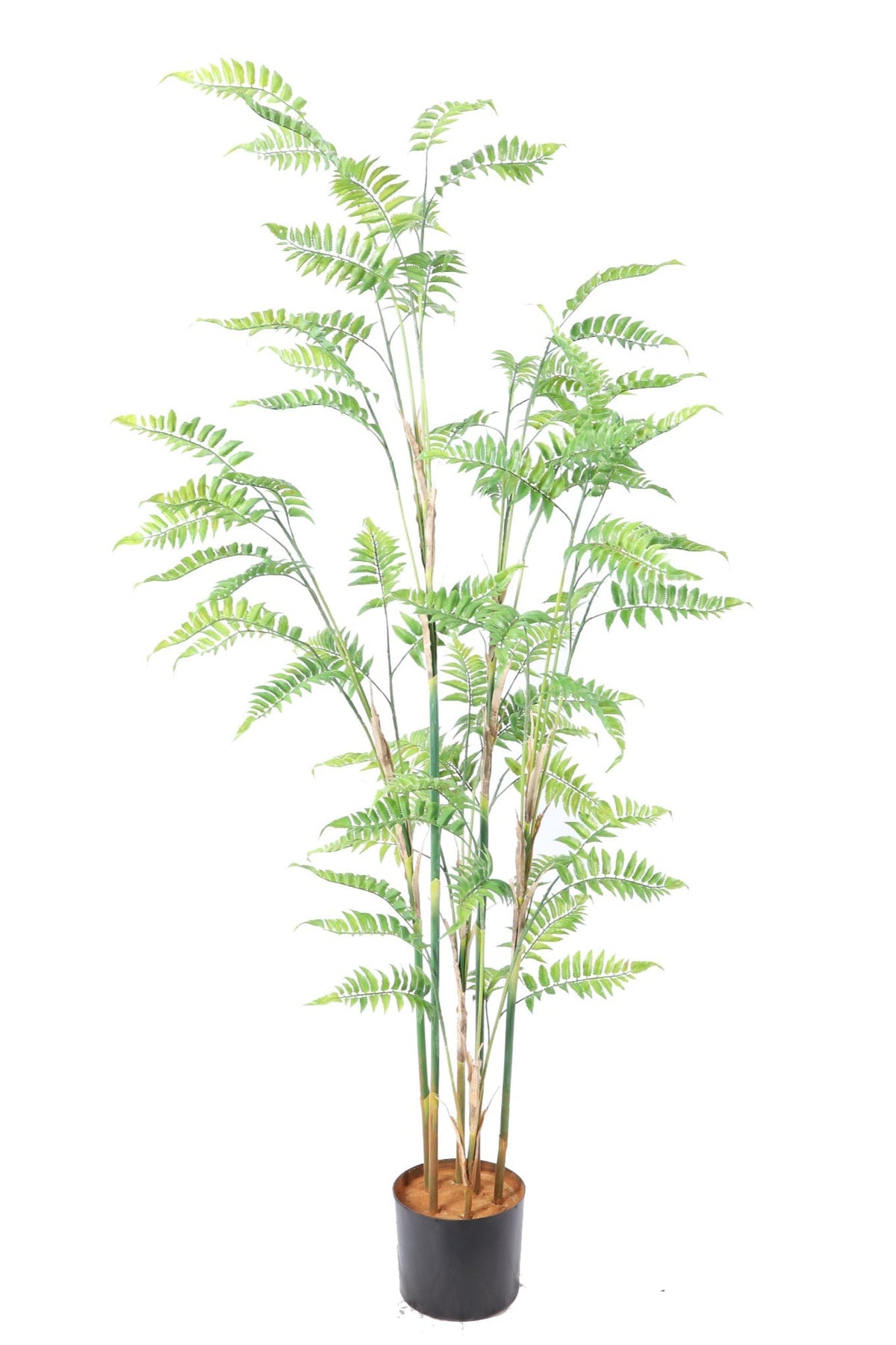 Kunstplant Varen - ↕160cm — Planten247.nl