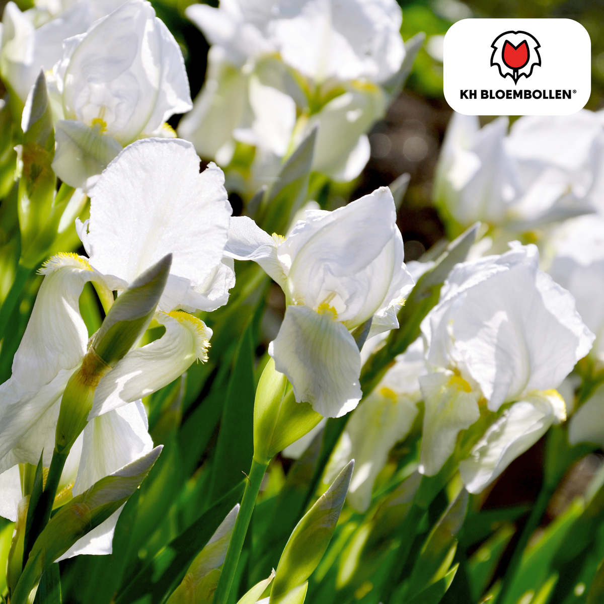 Iris Alaska 25 stuks — Planten247.nl