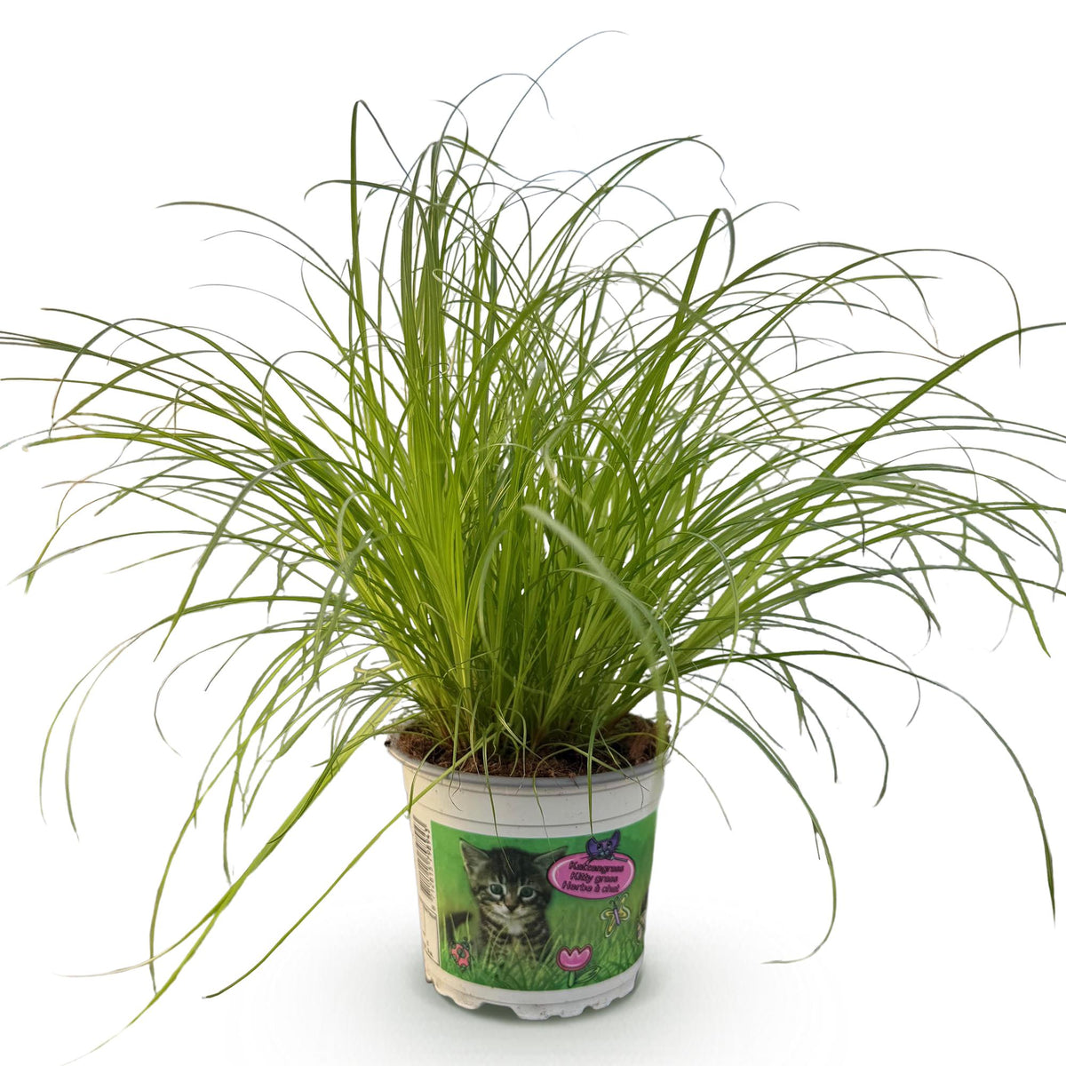 Cyperus alternifolius Zumula - Kattengras - ↕20cm - Ø12cm — Planten247.nl