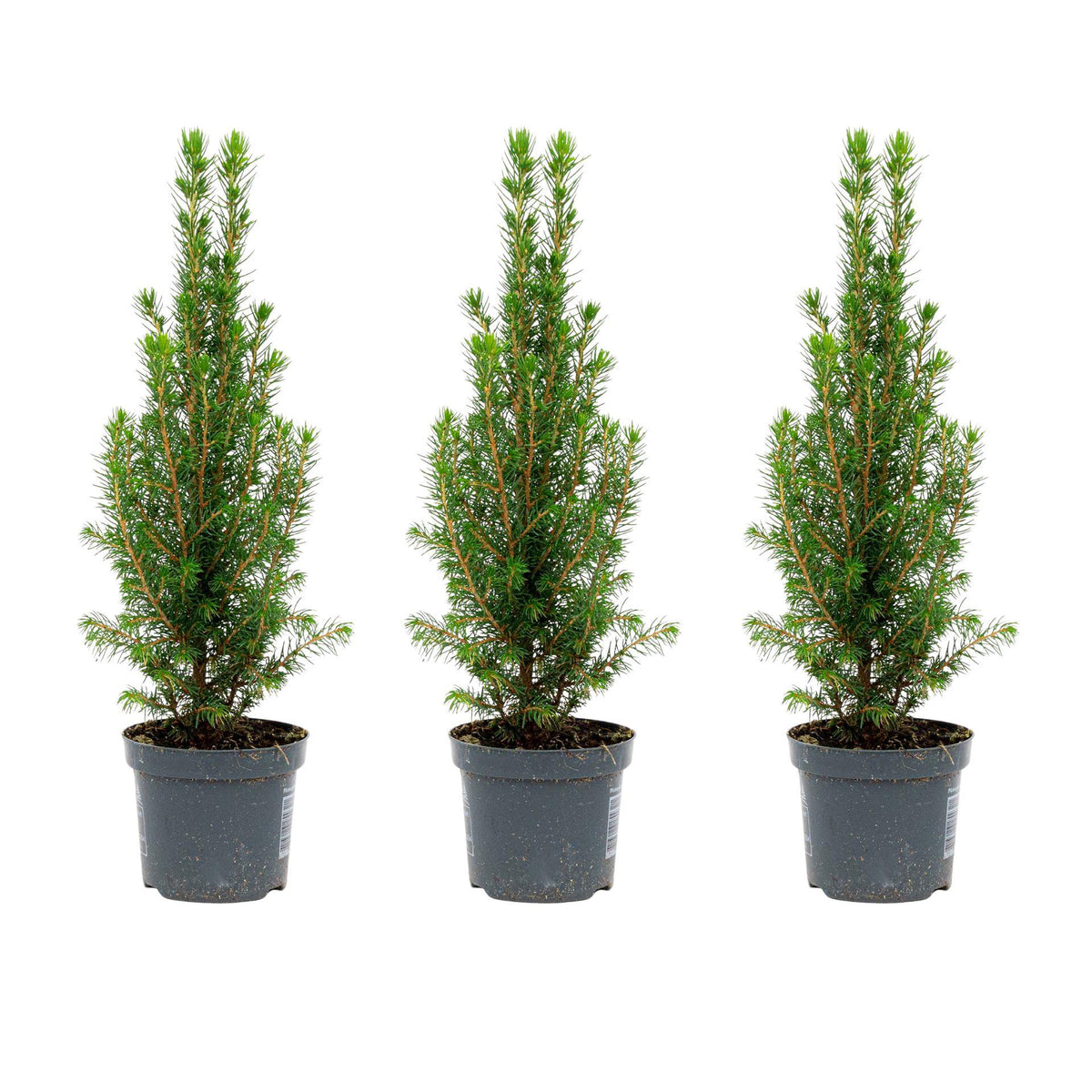 Mini Christmas Tree - Picea Glauca Perfecta - ↕25-30cm - 3x — Planten247.nl