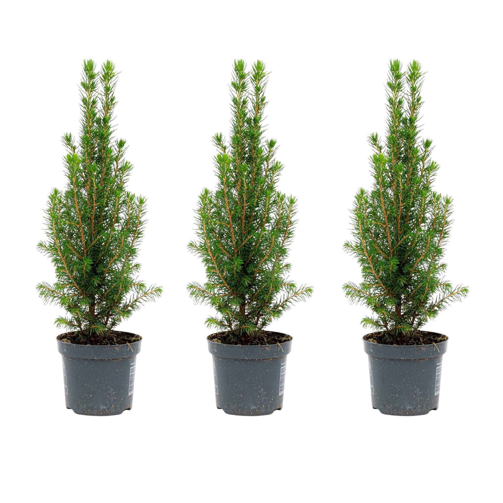Mini Christmas Tree - Picea Glauca Perfecta - ↕25-30cm - 3x — Planten247.nl