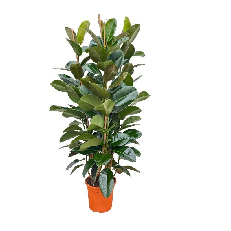 Ficus Elastica Robusta struik - ↕140cm - Ø27 — Planten247.nl