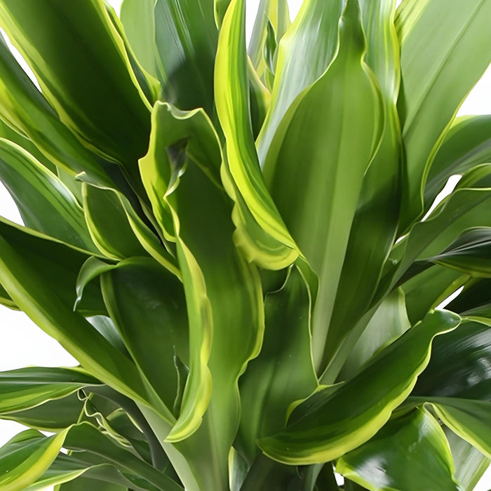 Dracaena fragrans Golden Coast - Drakenbloedboom - met mand - ↕50-55cm ...