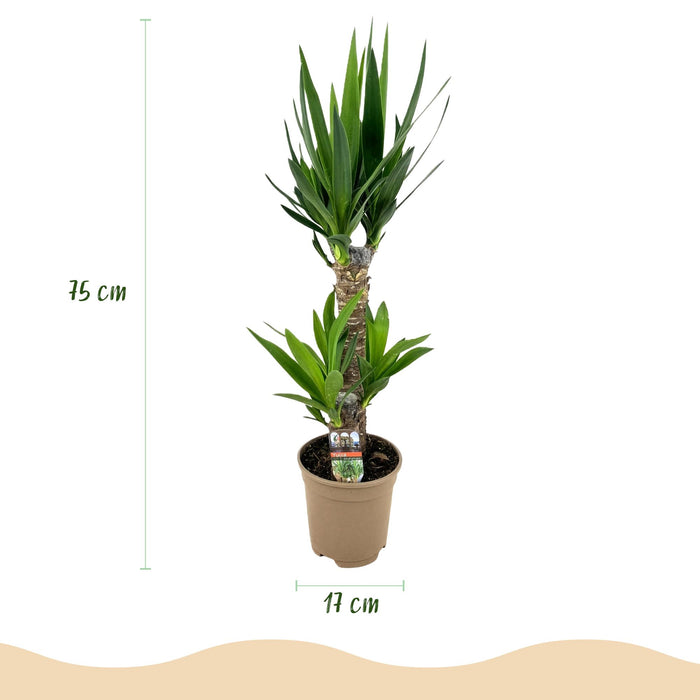 Yucca Elephantipes - ↕75cm - Ø17cm - 2x — Planten247.nl