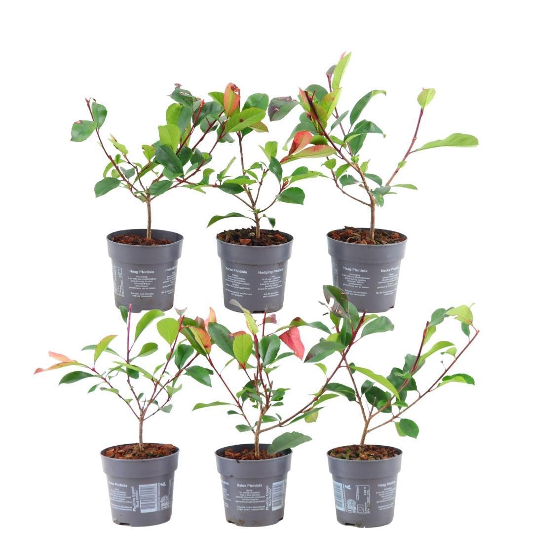Glansmispel haag - Photinia fraseri 'Red Robin' - 1 meter - Set van 6 ...