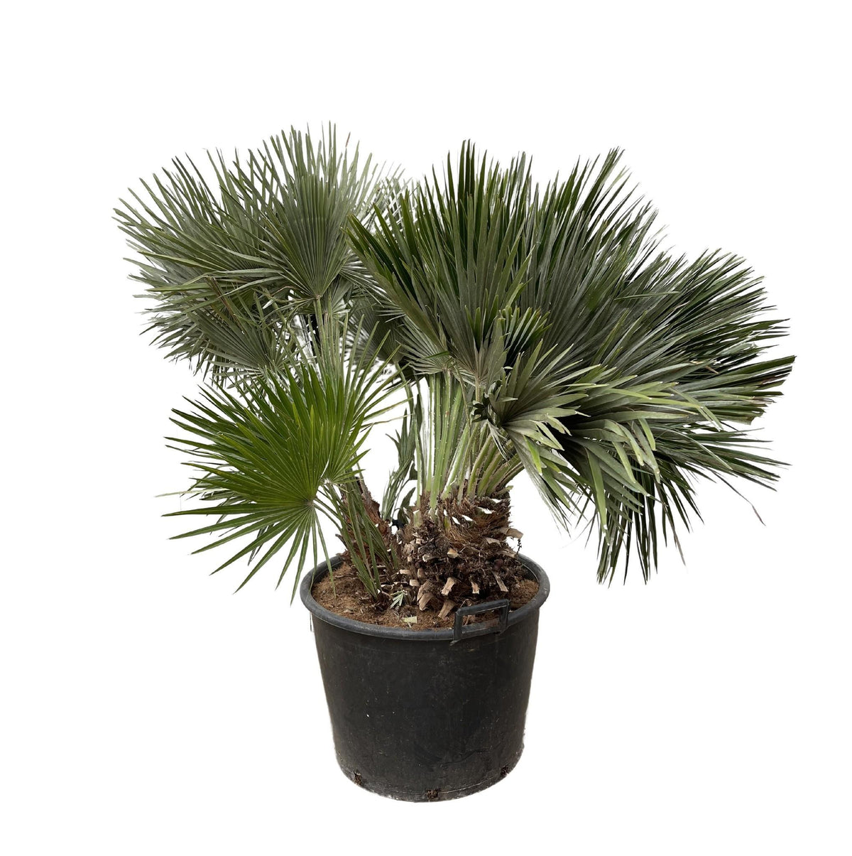 Chamaerops Humilis compact - Dwergpalm - ↕120cm - Ø80cm — Planten247.nl